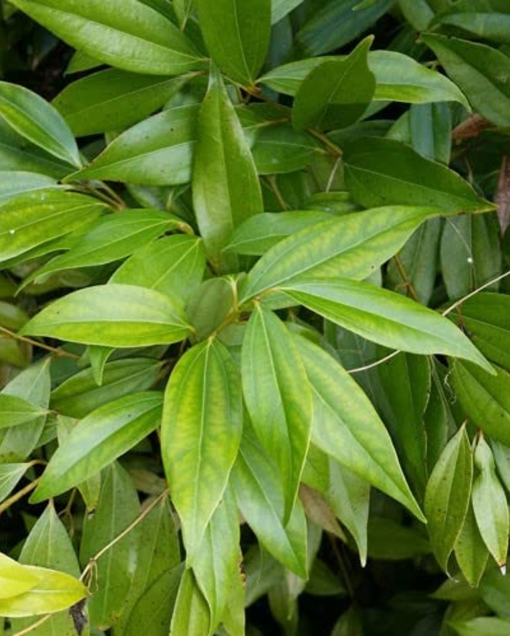 Bay Leaf Plant, Tejpatta Spice Plant, तेज पत्ता का पौधा, Tamalpatra ...