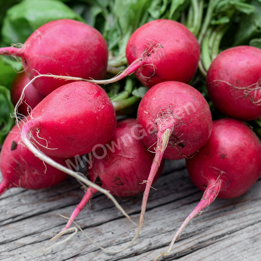 Buy Radish Red Ball Seeds Online | Terrace & Kitchen Garden – MyOwnGarden