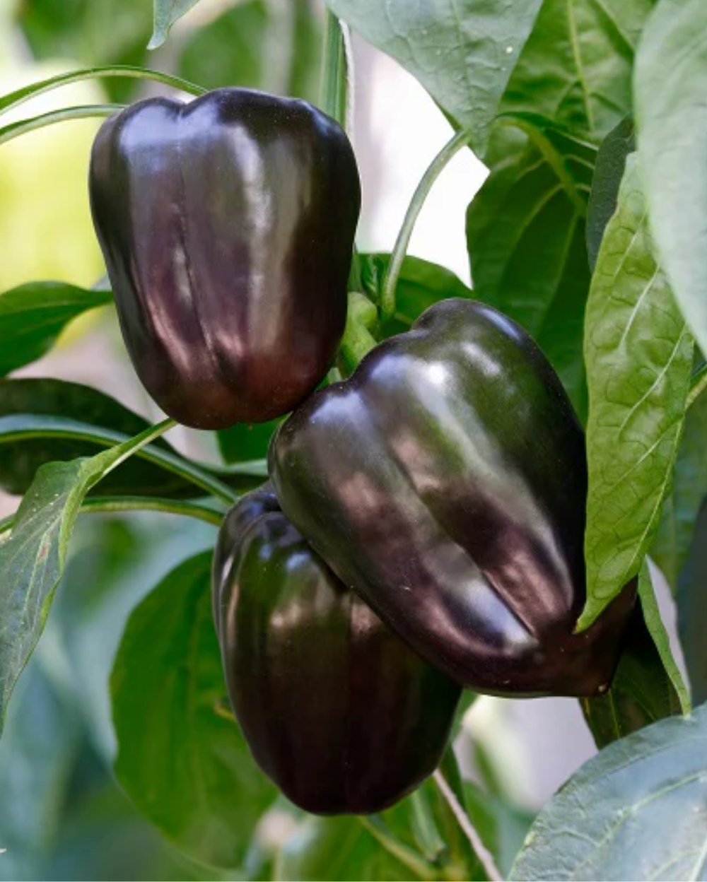 Purple Capsicum (OP) Seeds (Shimla Mirch Beej) Online in India