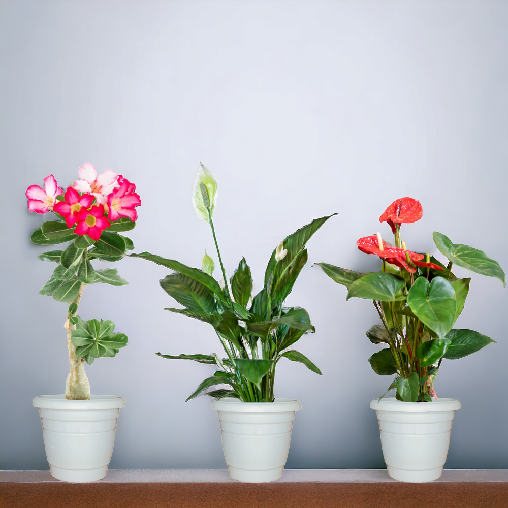 Indoor Floral Combo: Anthurium, Peace Lily & Adenium Bonsai