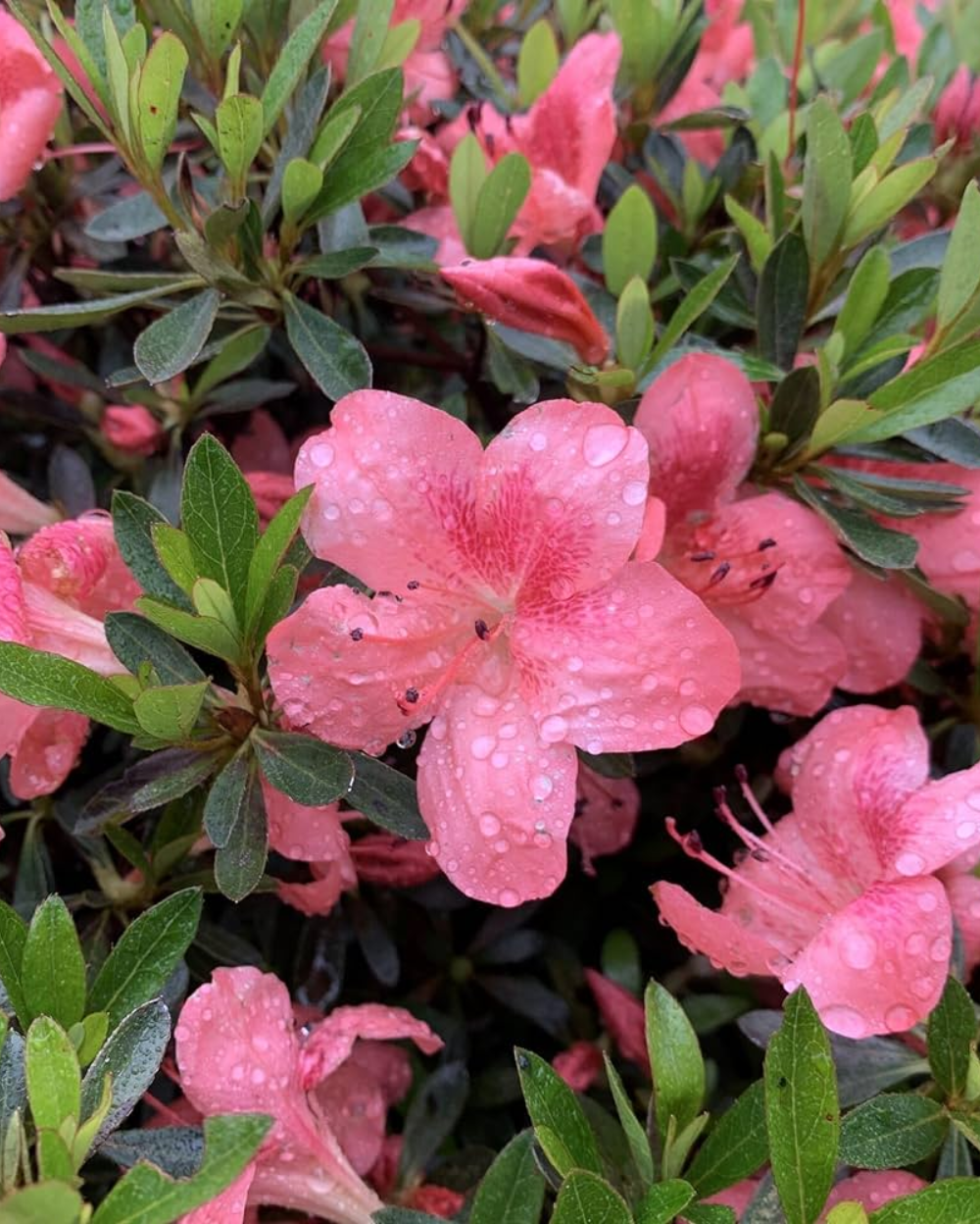 Buy Azalea Plant Online | Azalea Plant Online