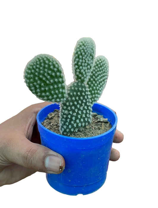 Adorable Baby Cactus Plants for Your Home & Office