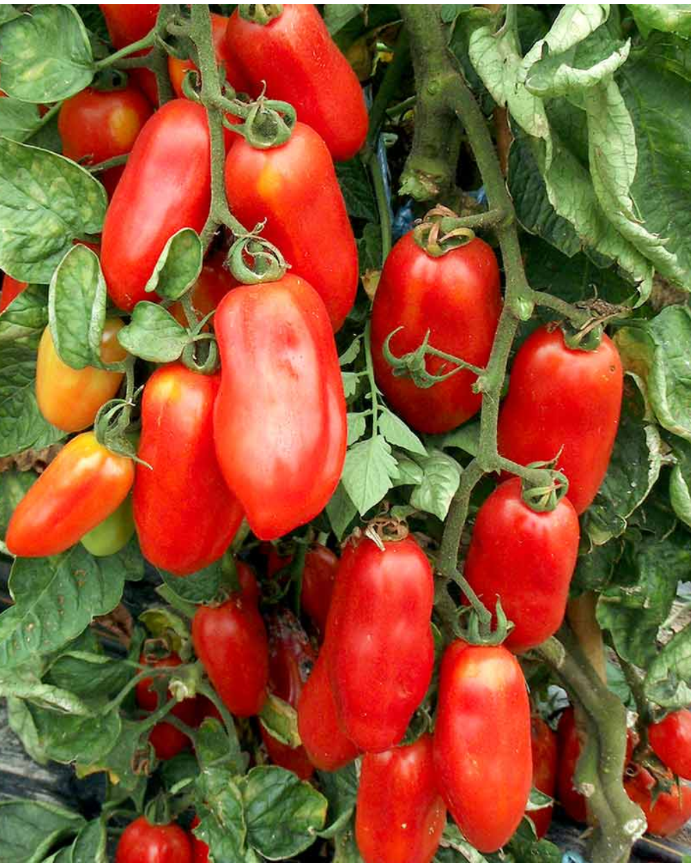 Tomato San Marzano Seeds (Tamatar Beej) Online in India