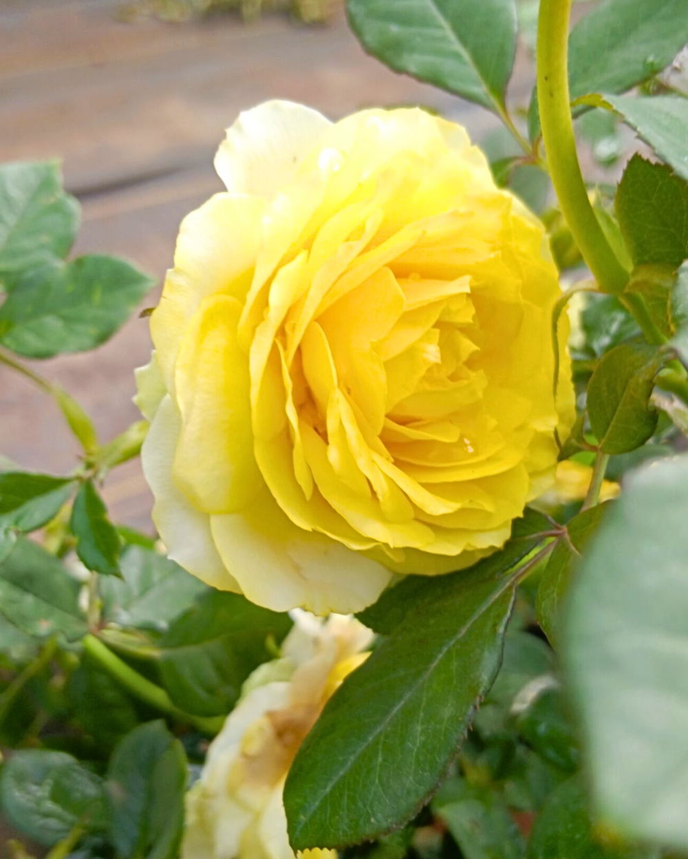 Light Yellow Rose Plant - Yellow Strip Rose Flower Plant