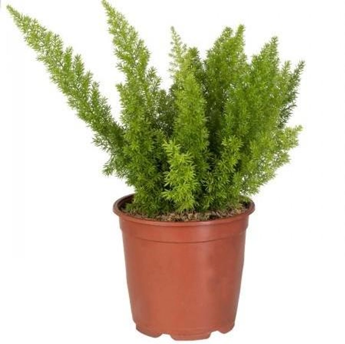 Buy Asparagus Meyeri Plant Online | Asparagus Meyeri Plant Online