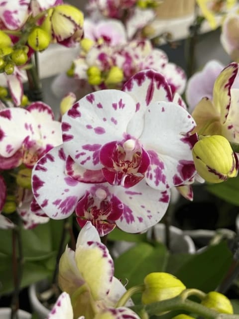 Phalaenopsis Ox Little Prince - Blooming Orchids