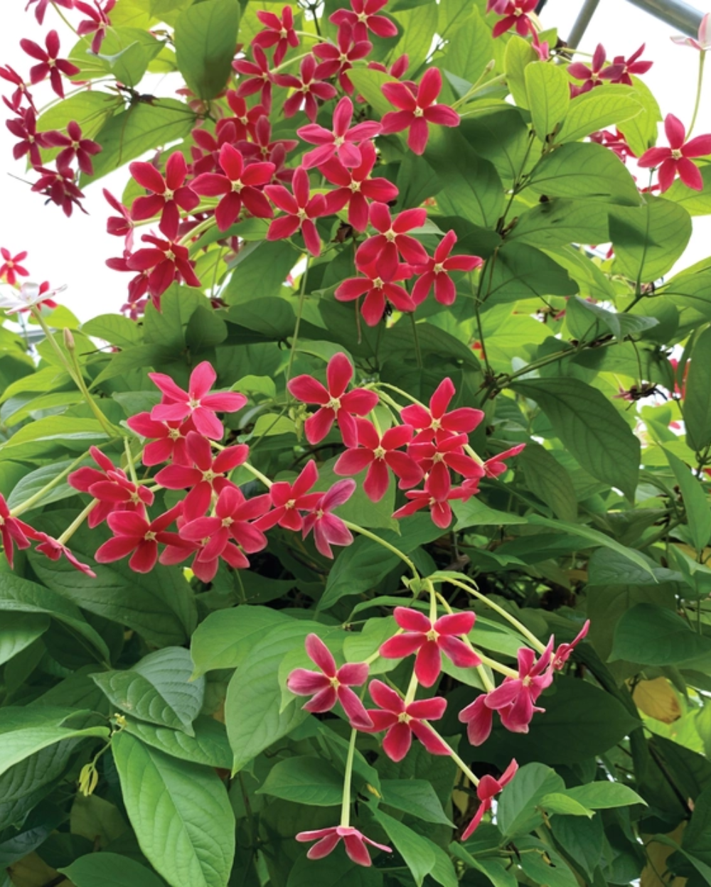 Buy Quisqualis Indica (Madhu Malti) Plant Online | Quisqualis Indica ...