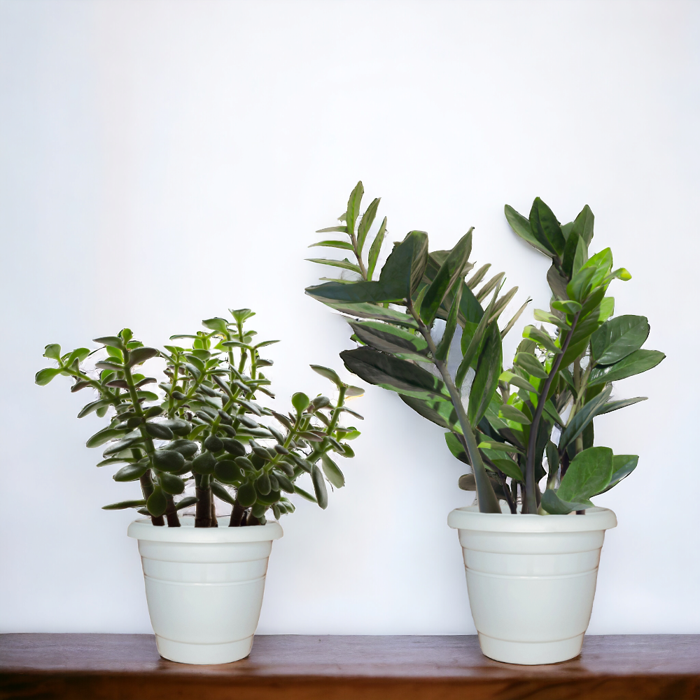 Zen Garden Duo: Jade & ZZ Plant - Enhance Your Space