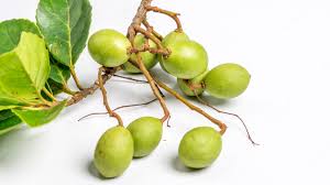 Ceylon Olive Live fruit Plant (Elaeocarpus Serratus) - PlantSouk