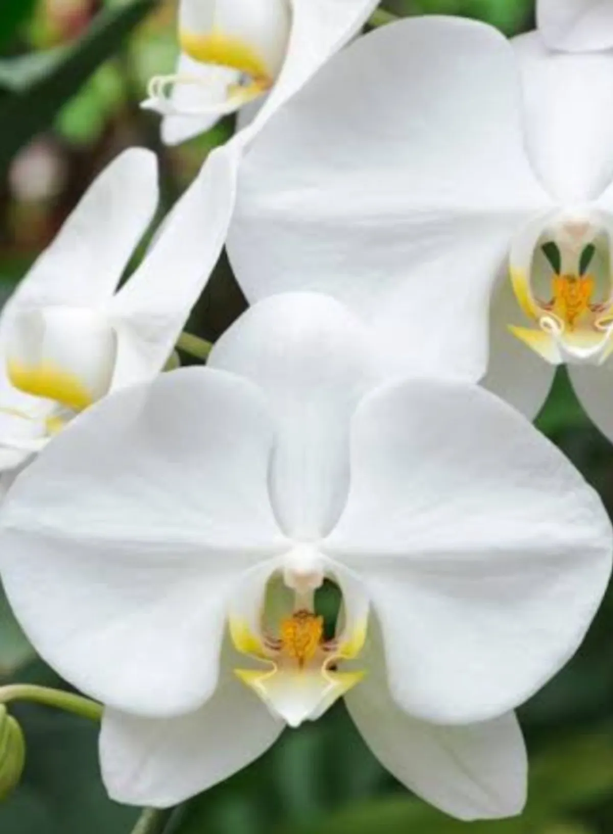 Classic - Blooming Orchids