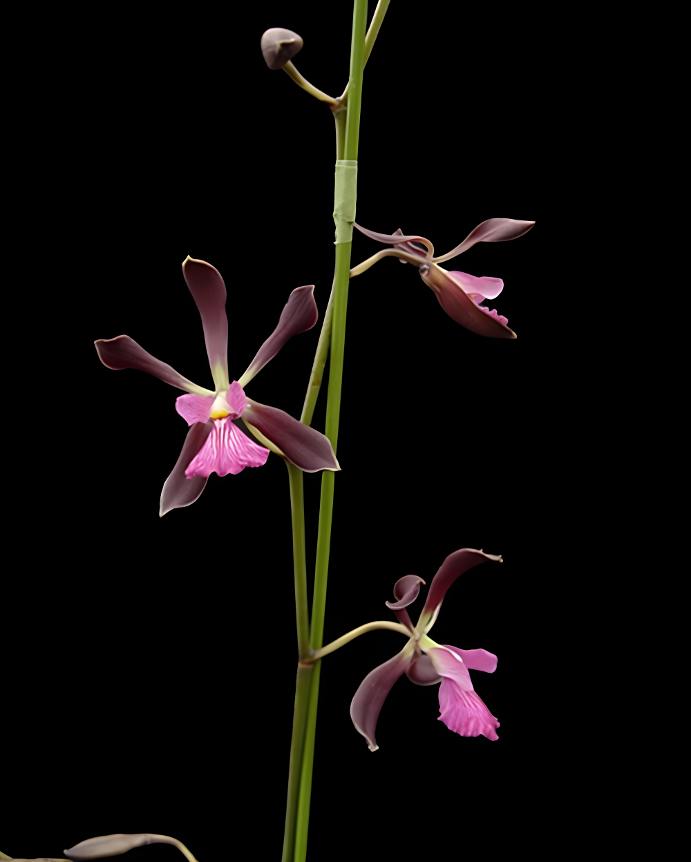 Encyclia Orchid Hybrid Cordigera X Encyclia Prismatocarpa Without ...