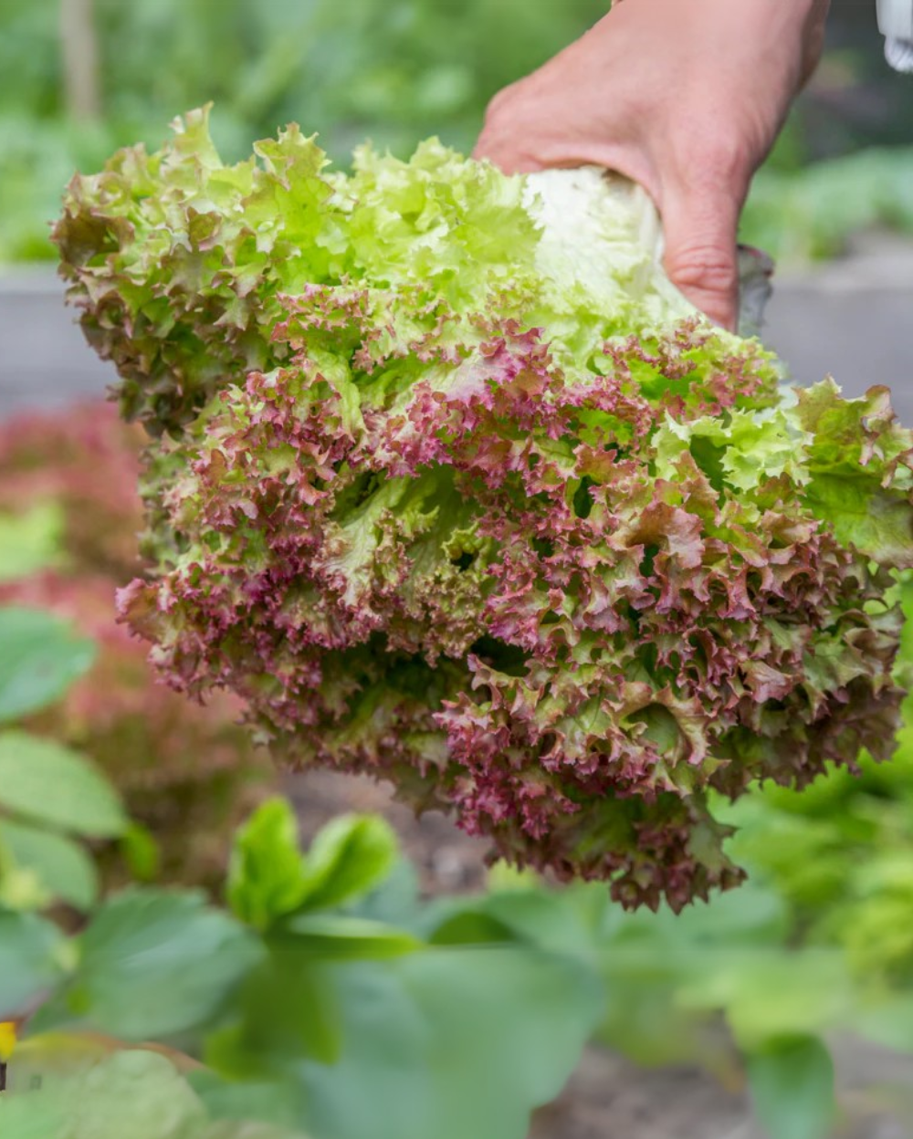 Lettuce Lollo Rosso Seeds (Salad Patta Ke Beej) Online in India