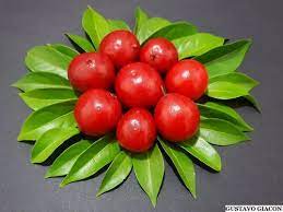 Ubaia Live fruit plant (Eugenia patrisii) - PlantSouk