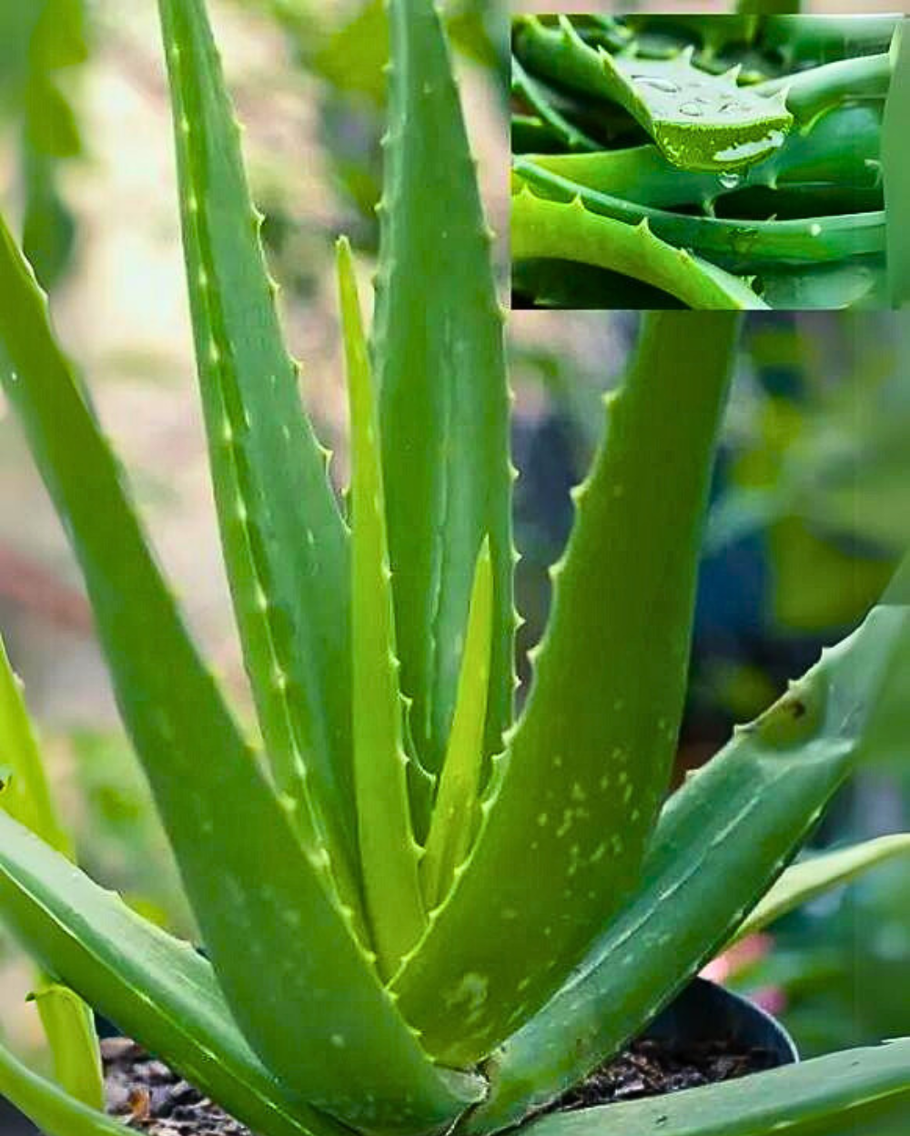 Buy Aloevera Plant Online in Delhi | Order Aloe Vera Plant