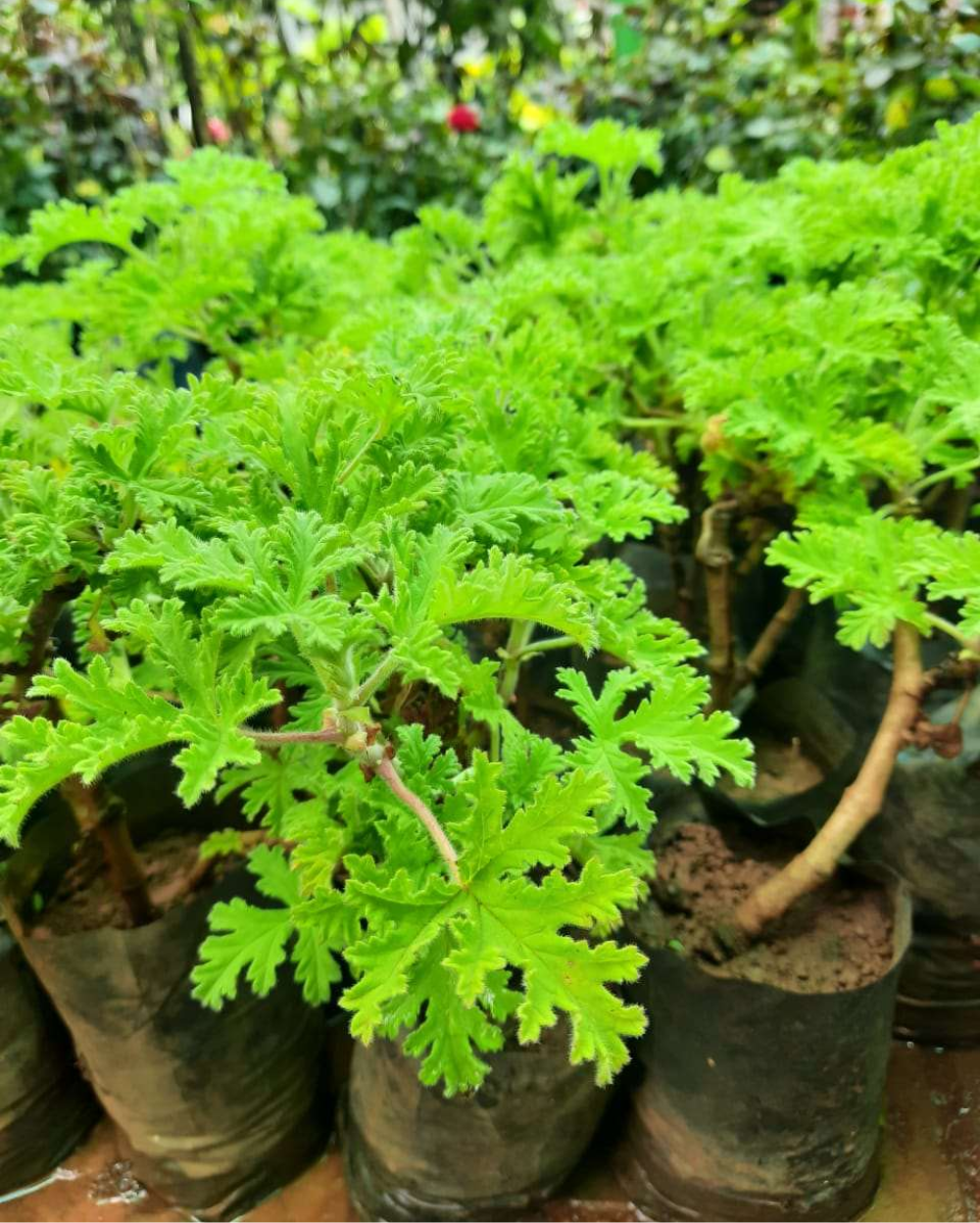 Paneer Leaf Plant, Withania Coagulans, पनीर फूल का पौधा, Sweet Scented ...