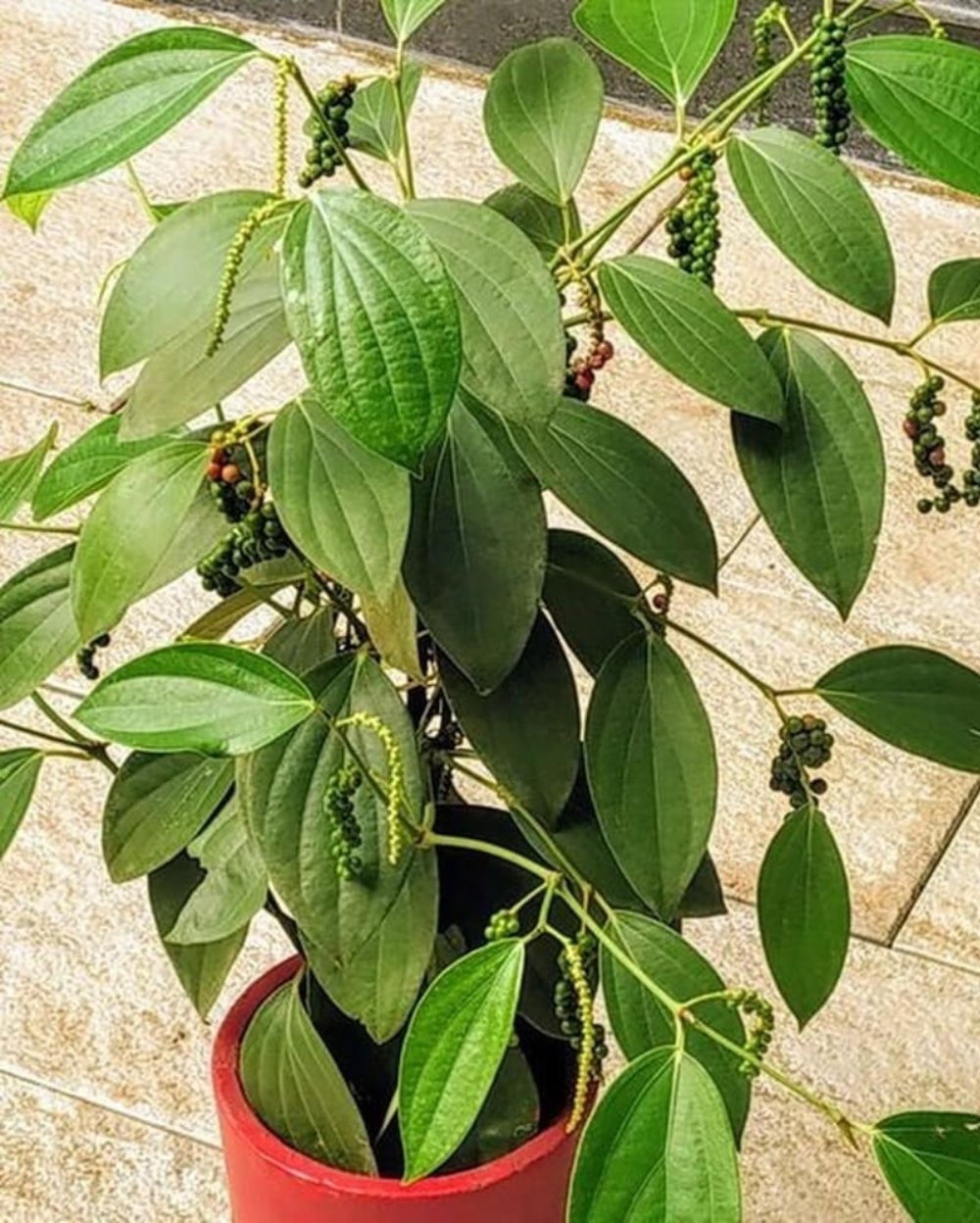 Kali Mirch Plant