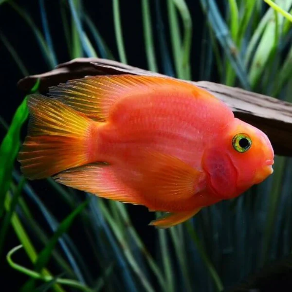 Buy Red Parrot Fish Pair in Chennai | Premium Aquarium Fish | Fast Home ...