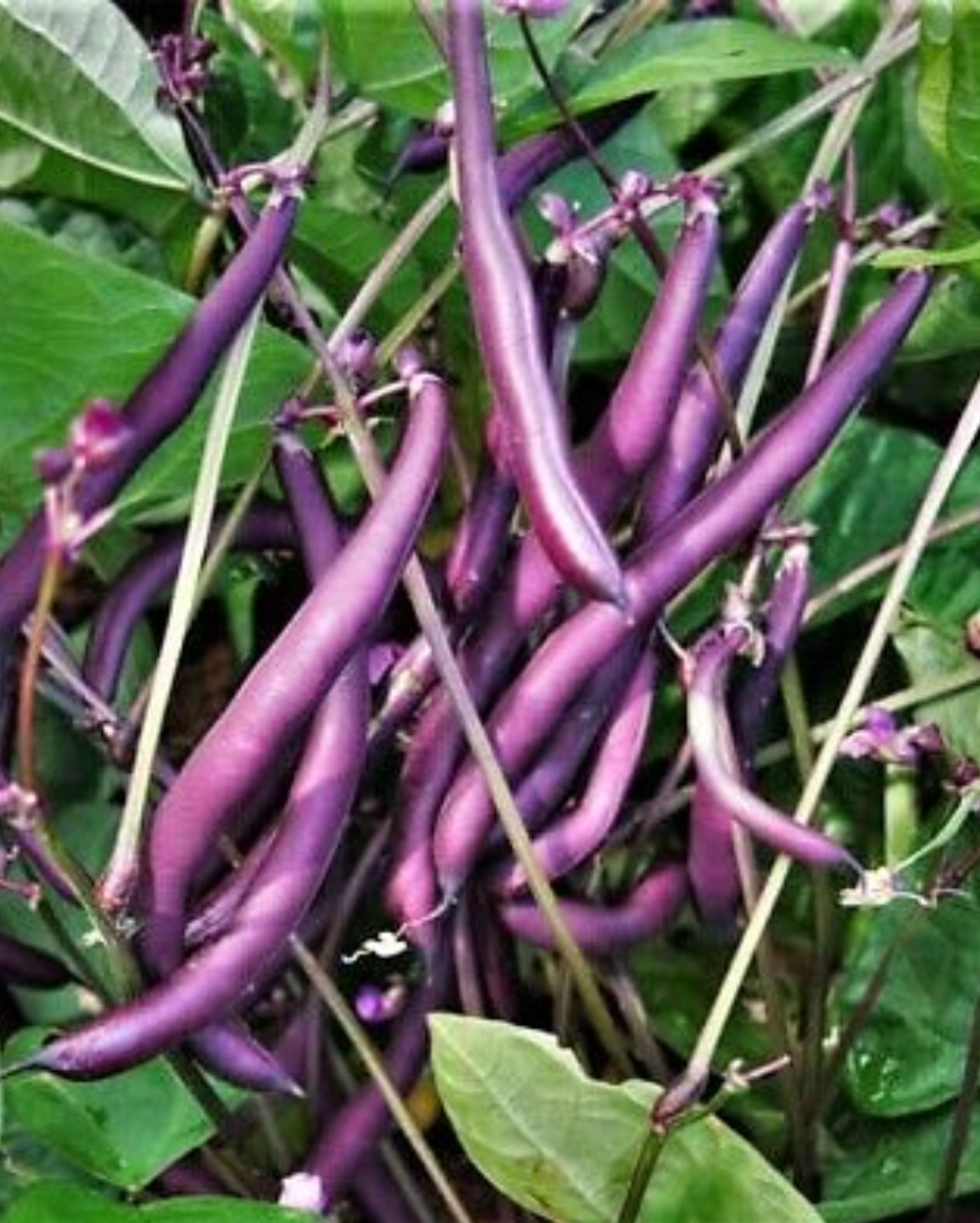 Buy French Beans Purple Seeds (Sem Ke Beej) Online at Best Price