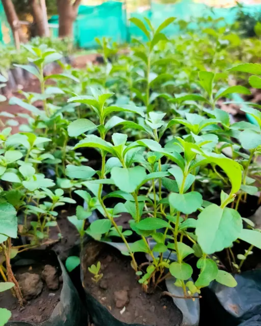Stevia Plant, Stevia Rebaudiana, मीठी तुलसी का पौधा, Candyleaf, Meethi ...