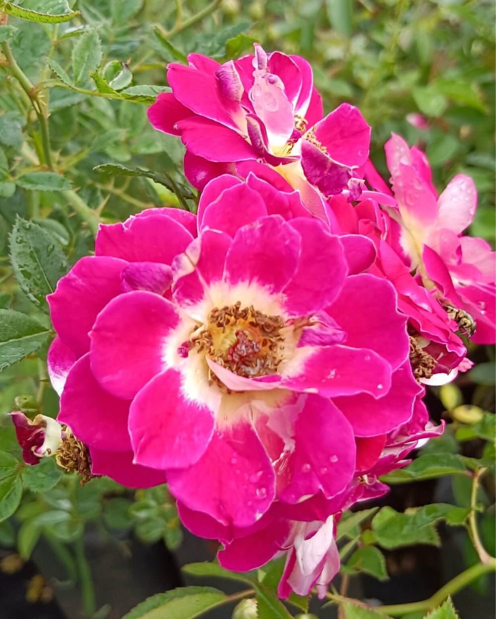 Red Creeper Rose Plant - (Variegated Rose) Double Colour Rose Flower ...