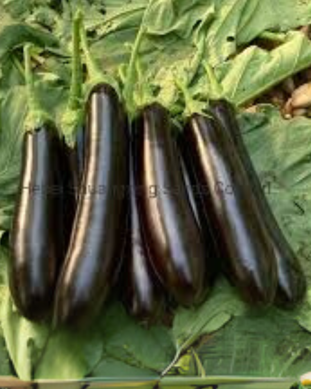 Brinjal Purple Long F1 Hybrid Seeds (Baingan, Eggplant) Online in India