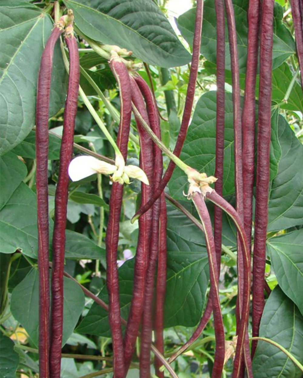 Cowpea (Lobia) Scarlet Long-Red Seeds (Lobia Beans Beej) Online in India