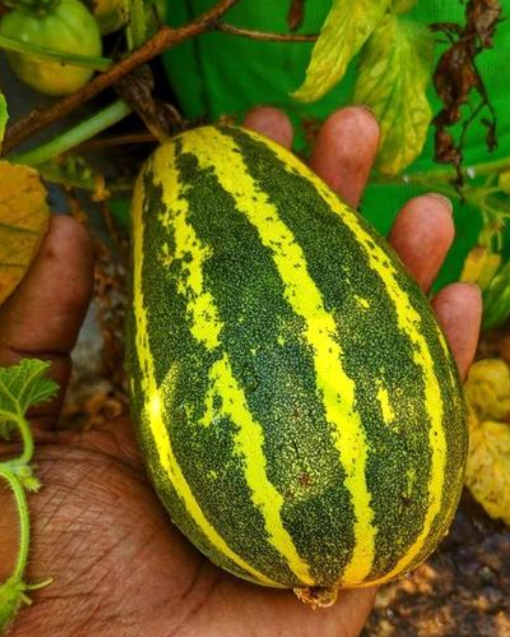 Sambar Cucumber Hybrid Seeds (Phoot kakdi Beej) Online in India