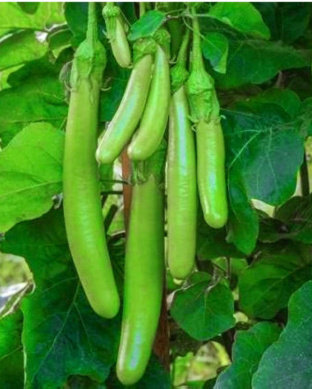 Hybrid Green Brinjal Seeds (Baingan Ke Beej) Online at Best Price