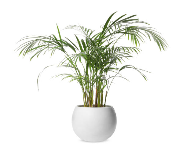 Buy Areca Palm Plant Online - Best Indoor Air Purifier Buy Areca Palm Plant Online - Best Indoor Air Purifier