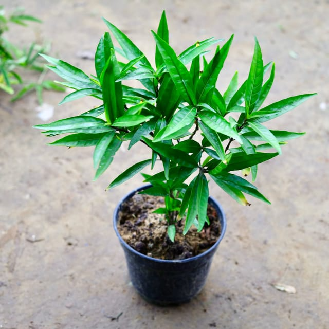 Buy Sukh Shanti Plant Online in Delhi | Shop Lucky Plants
