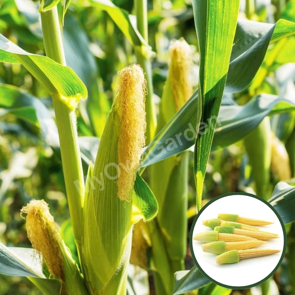 Premium F1 Hybrid Baby Corn - Fresh and Nutritious