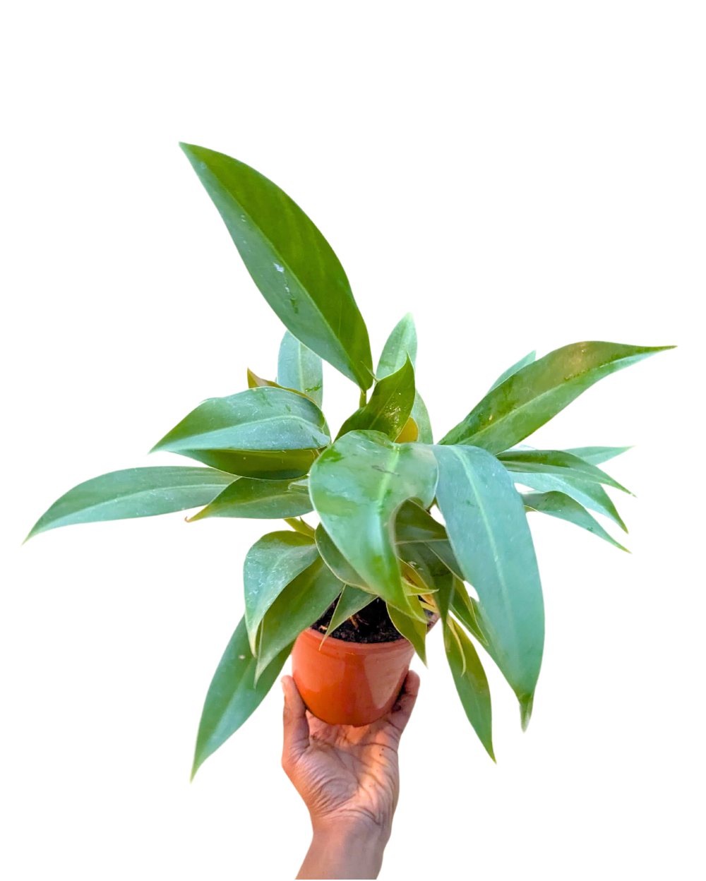 Indoor Plant Philodendron Little Phil - Divine Blossoms Orchid Boutique