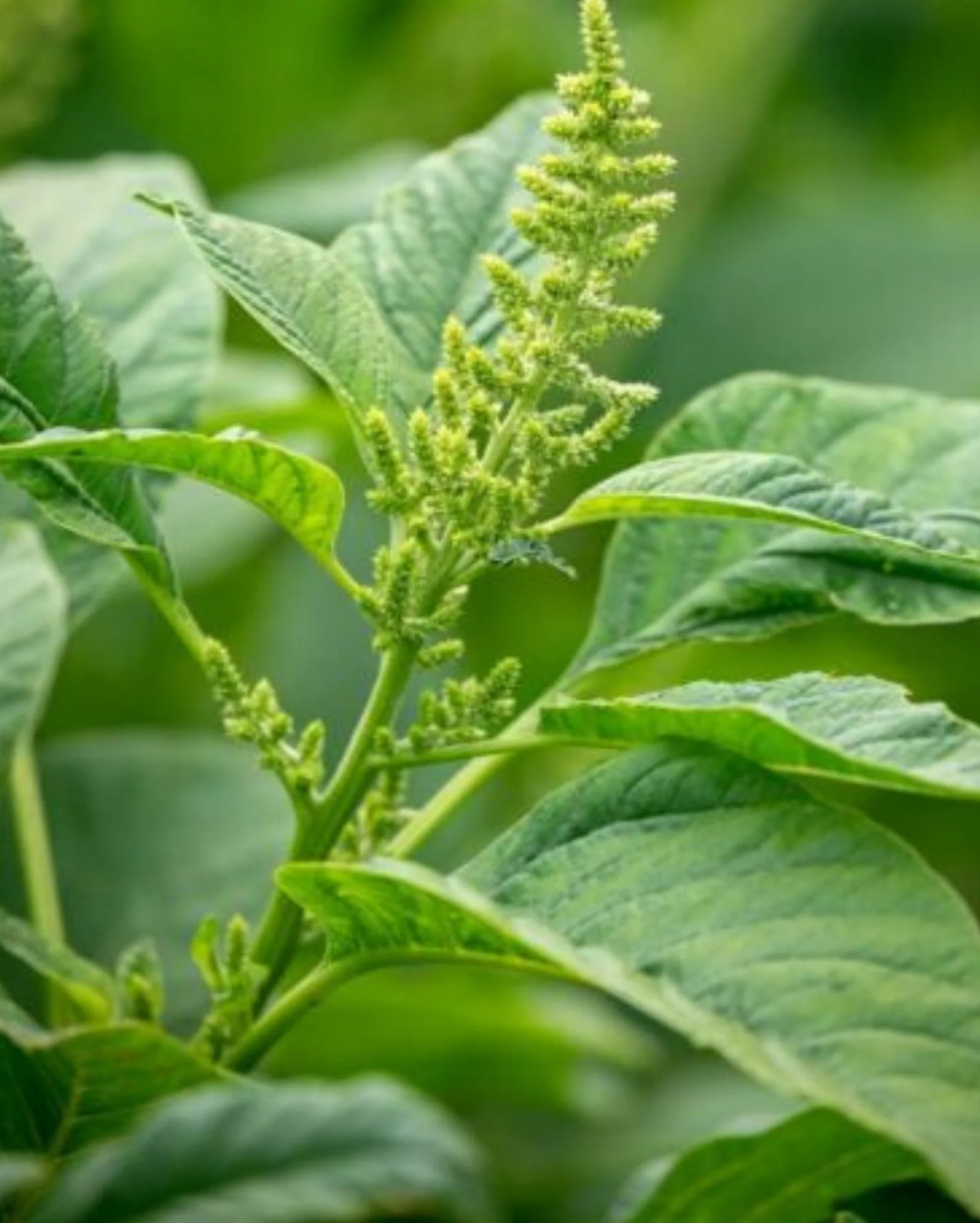 Chaulai Seeds (Hari Bhaji, Chaulai Ke Beej) Online at Best Price