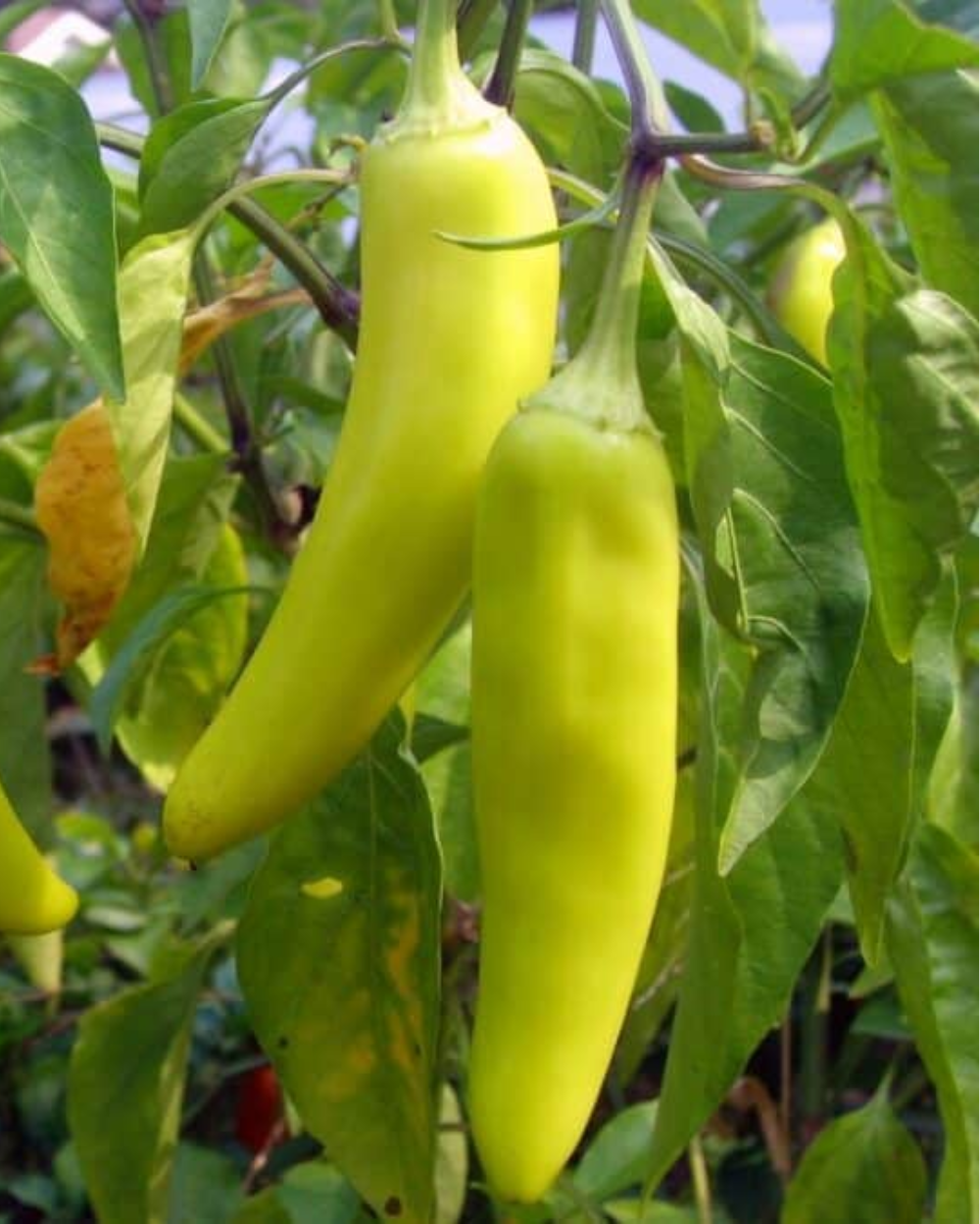 Chilli-Pepper Sweet Banana Seeds (Mirch Ke Beej) Online in India