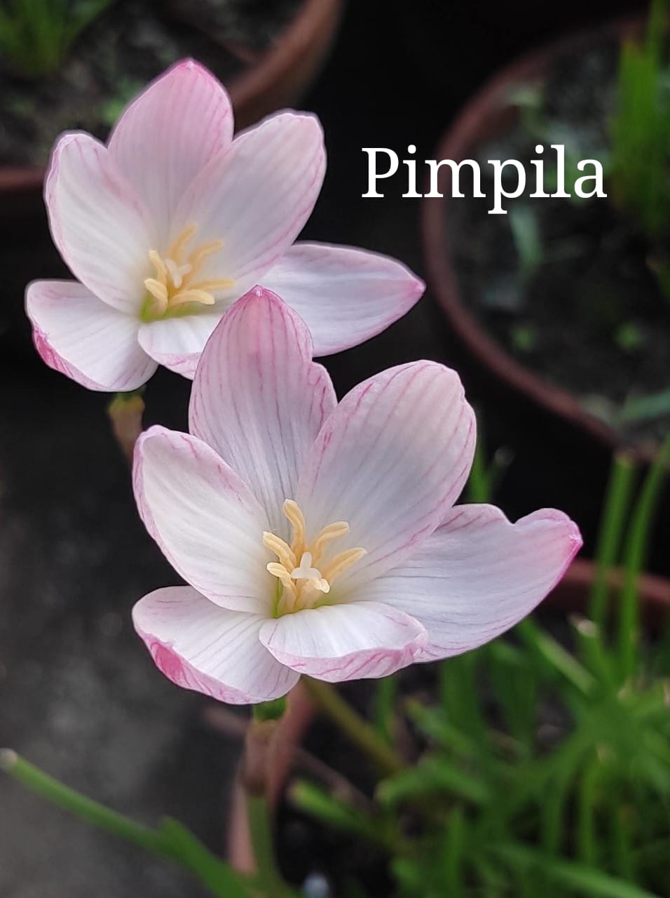Pimpila - Go Green