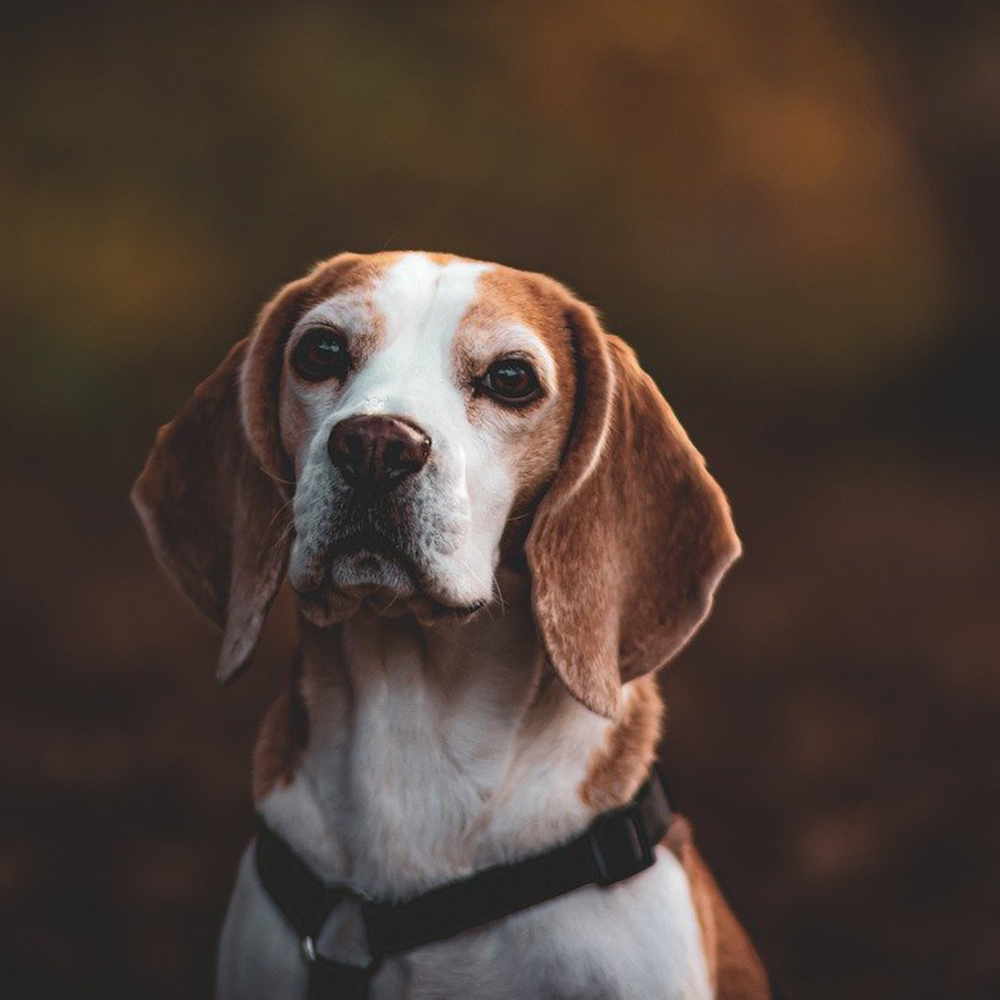 Dogs - CJ farms and Agritech