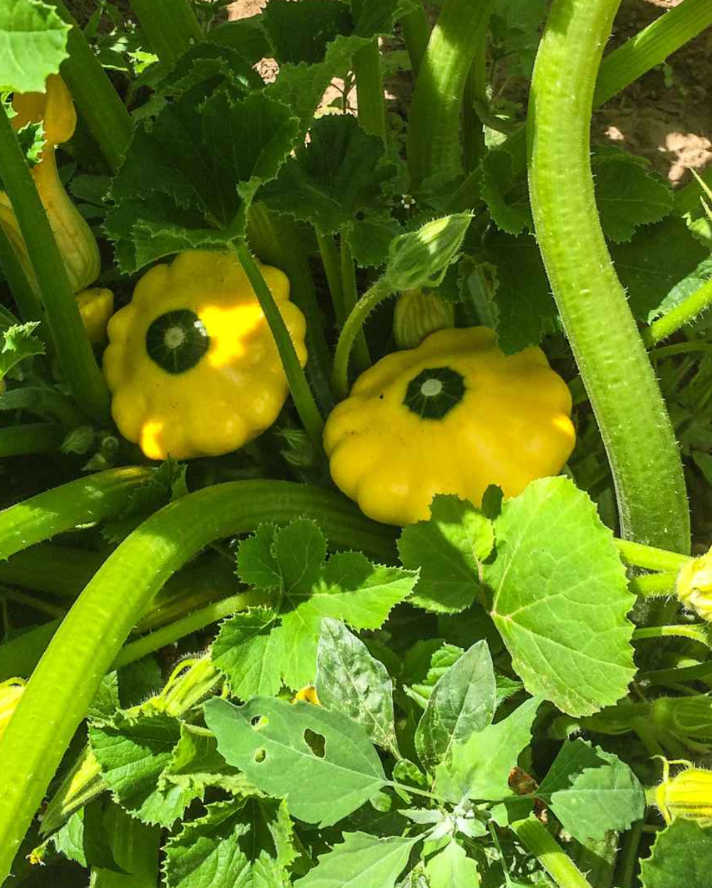 Squash Patty Pan Seeds (Pattison Vegetable Seeds) Online in India