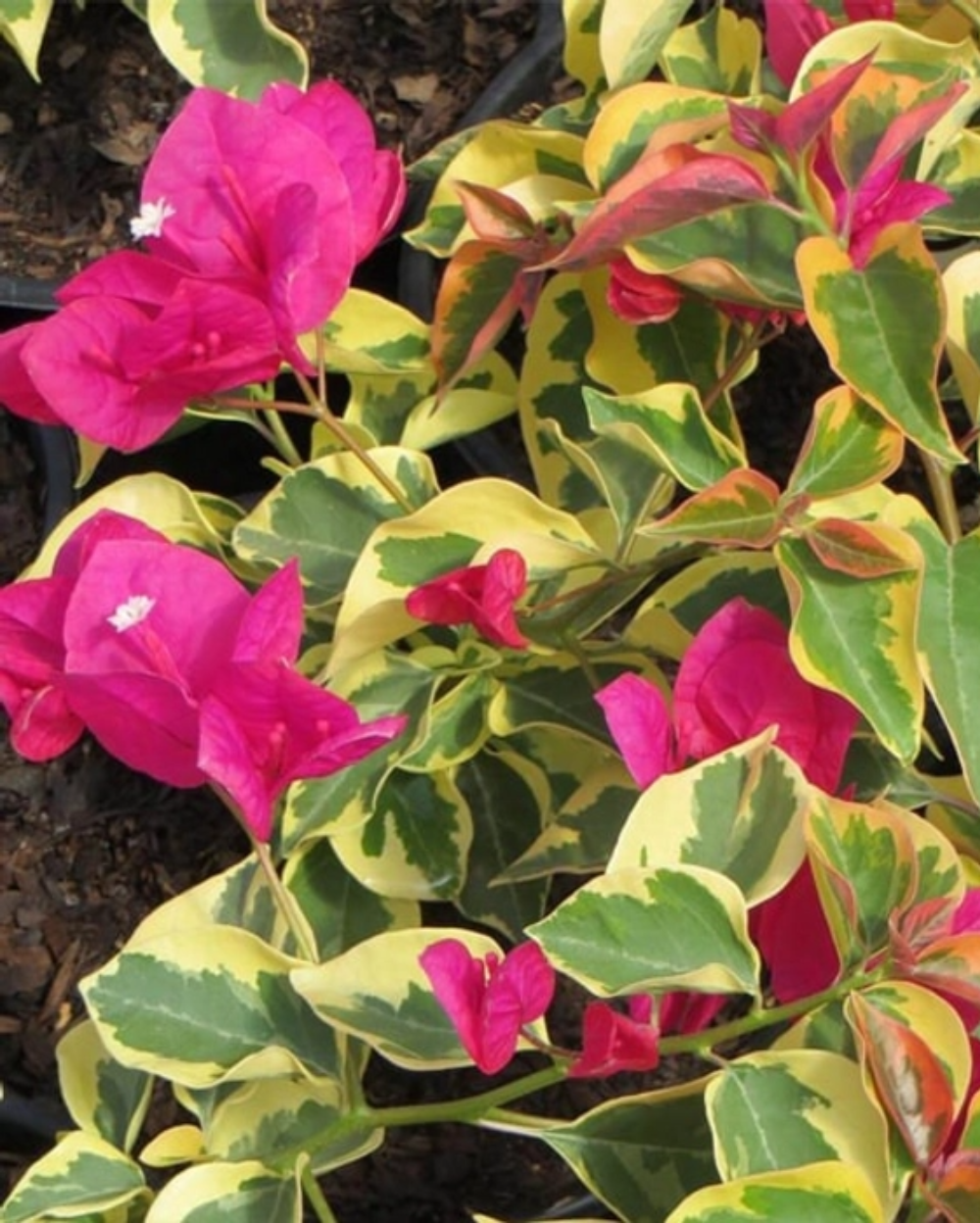 Bougainvillea Variegated Plant - बोगनविलिया का पौधा - Online Plants Cart