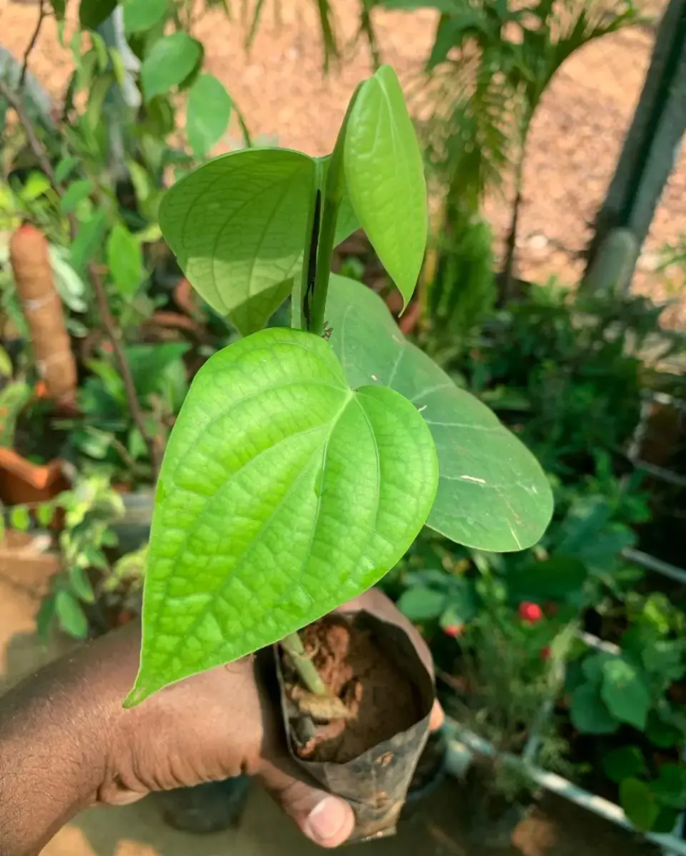 Black Pepper Plant, Kali Mirch, काली मिर्च का पौधा, Piper Nigrum, Kali ...
