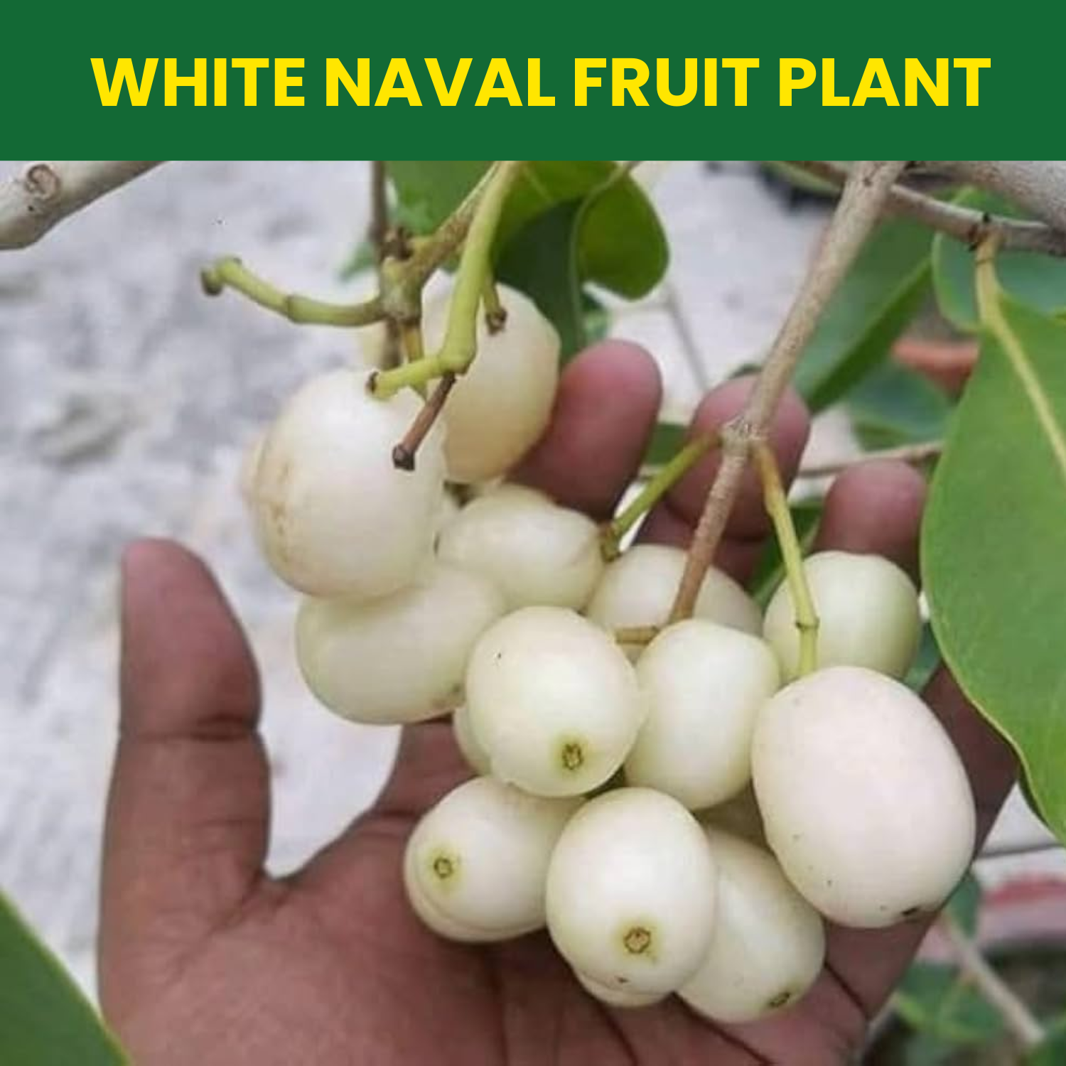 White Naval Fruit Plant | White Jamun Tree in Chennai