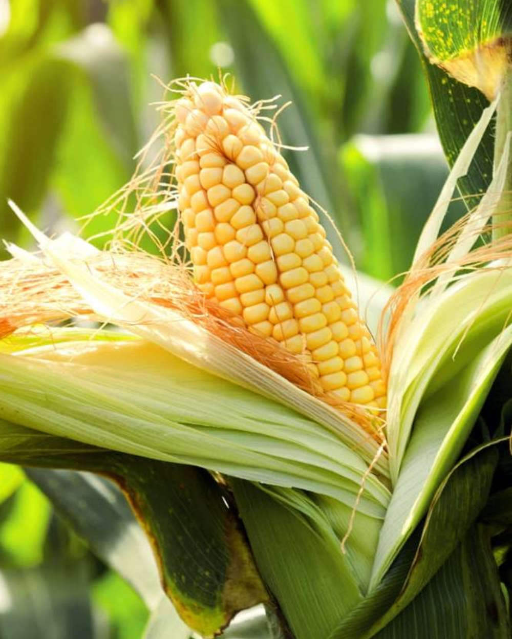 Hybrid Sweet Corn (Makka) Seeds Online at Best Price with Home Delivery