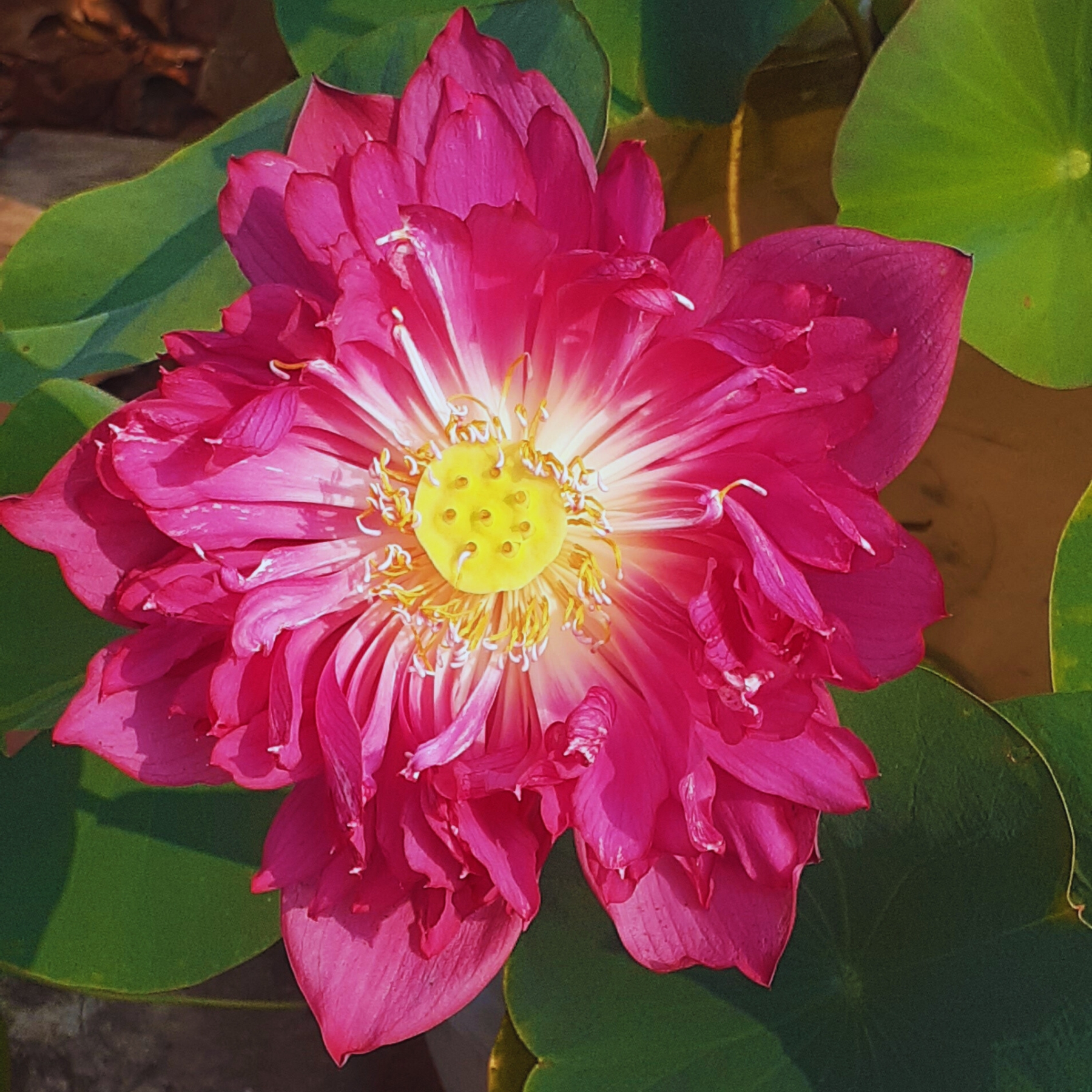 Red Philips Lotus - Koushik Nursery