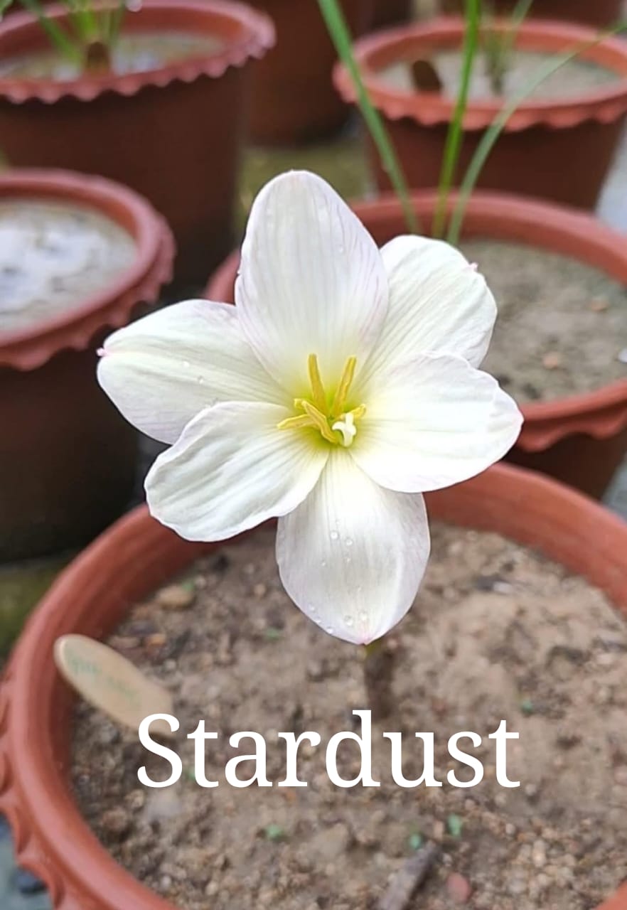 Stardust - Go Green