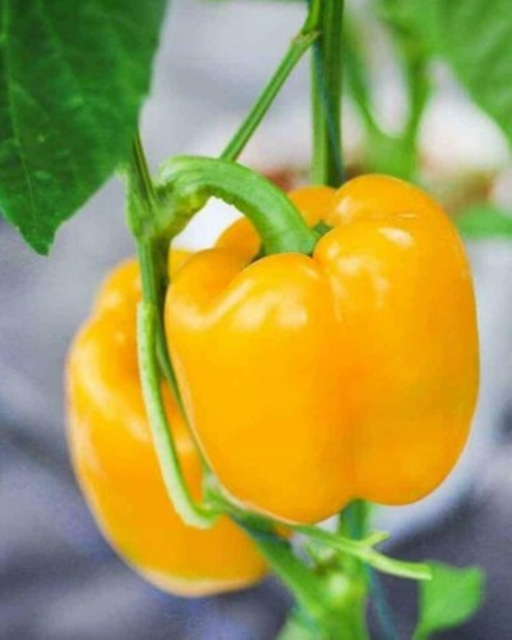 Yellow Capsicum Seed (Pili Shimla Mirch Ke Beej) Online at Best Price