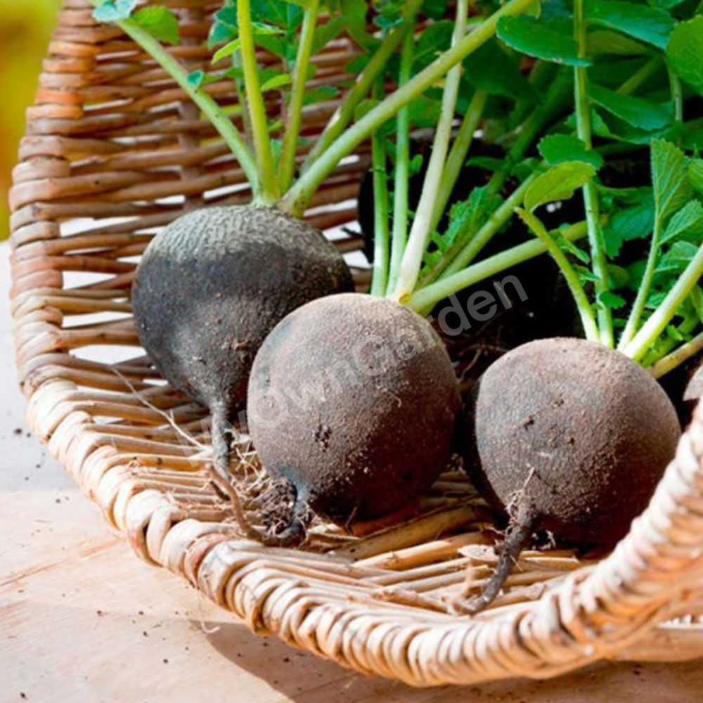 Buy Radish Black Ball Seeds Online | Terrace & Kitchen Garden – MyOwnGarden