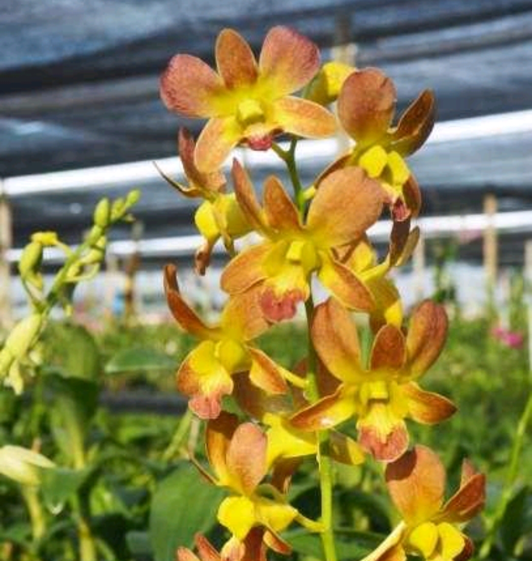 Dendrobium Burana Carol #12_SS - Go Green