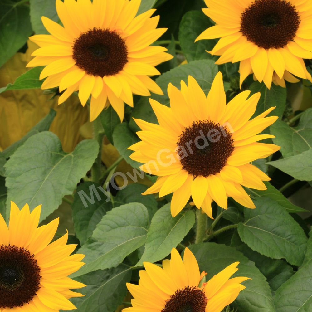 Buy Sunflower Miniature Seeds Online | Terrace & Balcony Garden ...